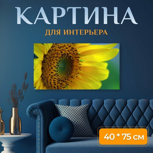 Картина на холсте "Подсолнух, цвести, цветок" на подрамнике 75х40 см. для интерьера