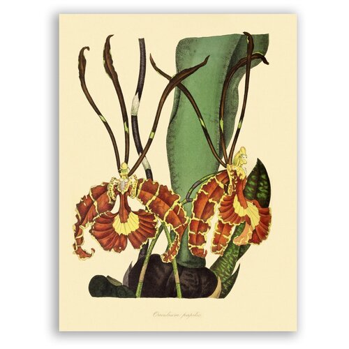Гравюра Постер на бумаге / Oncidium Papilio