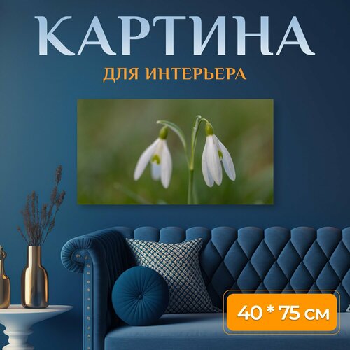 Картина на холсте "Подснежник, весна, цветок" на подрамнике 75х40 см. для интерьера