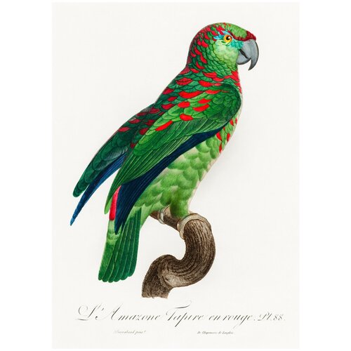 Плакат, постер на бумаге Амазонка с бирюзовыми крыльями. Размер 60 х 84 см