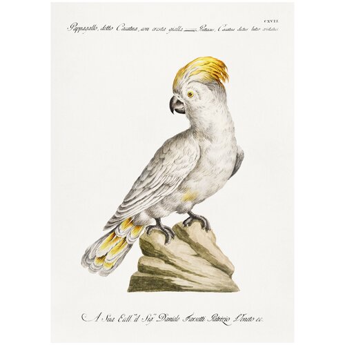 Плакат, постер на бумаге Хохлатый попугай. Размер 30 х 42 см
