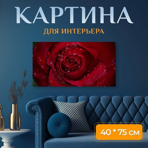Картина на холсте "Роза, лепесток, капли" на подрамнике 75х40 см. для интерьера