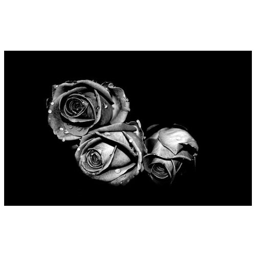 Постер на холсте Розы (Roses) №8 48см. x 30см.