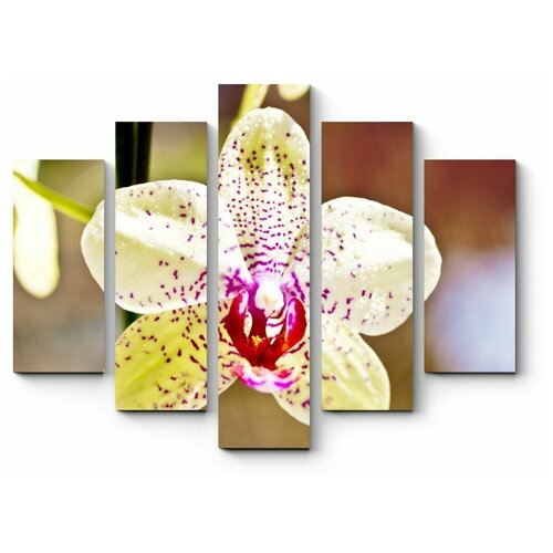 Модульная картина Тигровая орхидея 145x116