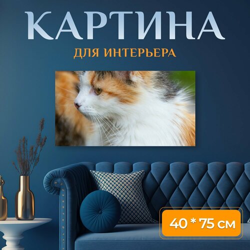 Картина на холсте "Восхитительный, животное, кошка" на подрамнике 75х40 см. для интерьера