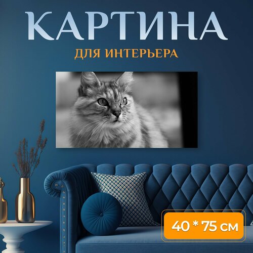 Картина на холсте "Кошка, животное, животные" на подрамнике 75х40 см. для интерьера