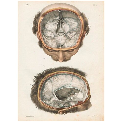 Постер / Плакат / Картина Анатомия - Строение твердой оболочки мозга человека 40х50 см в подарочном тубусе