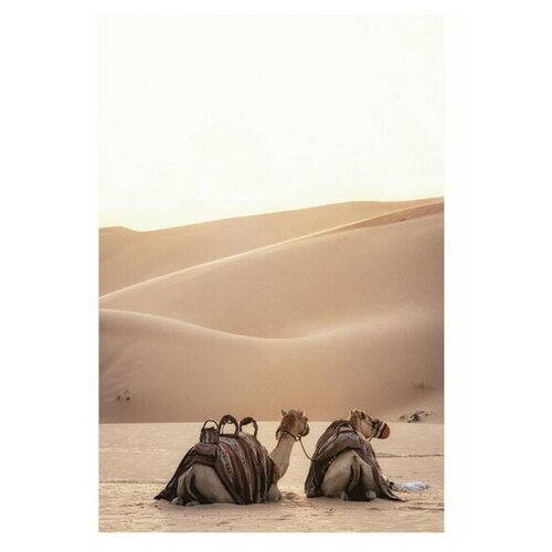 Плакат, постер на холсте верблюды на отдыхе. Пустыня. Дюны. Размер 30 х 42 см