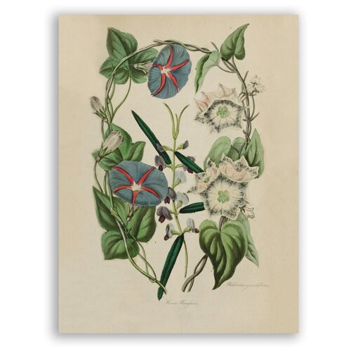 Гравюра Постер на бумаге / Hovea Manglesia, Philibertia Grandiflora