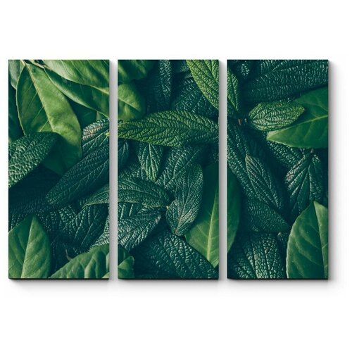 Модульная картина Зеленые сочные листья160x115