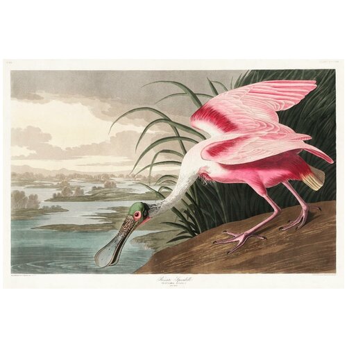 Постер / Плакат / Картина Розовая колпица 50х70 см в подарочном тубусе