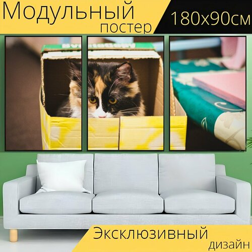 Модульный постер "Кошка, коробка, хищник" 180 x 90 см. для интерьера