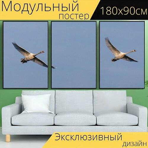 Модульный постер "Лебеди в полете, белые птицы, лебедь" 180 x 90 см. для интерьера