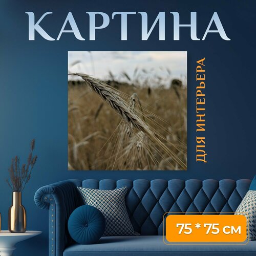 Картина на холсте "Зерновой, ухо, поле" на подрамнике 75х75 см. для интерьера