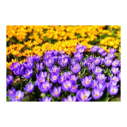 Постер на холсте Красивая поляна с жёлтыми и фиолетовыми крокусами 45см. x 30см.