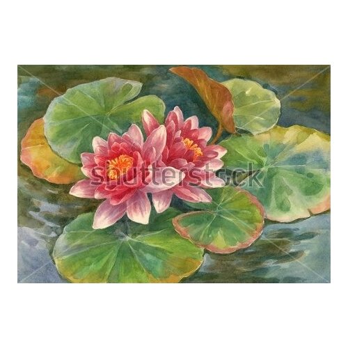Постер на холсте Акварельный рисунок розовых кувшинок на ярких листьях в пруду 57см. x 40см.
