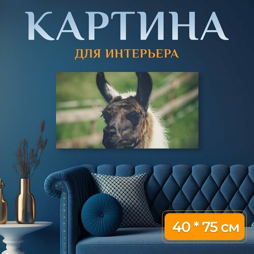 Картина на холсте "Лама, животное, домашний скот" на подрамнике 75х40 см. для интерьера