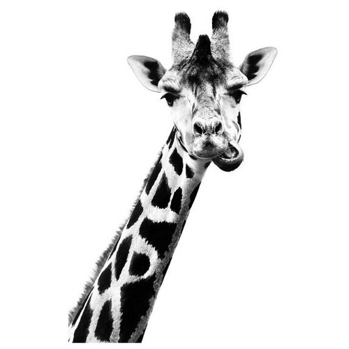 Плакат, постер на бумаге удивленный жираф. Черно белый. Жирафик. Жирафа. Размер 42 х 60 см