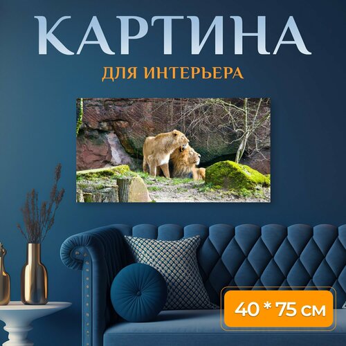 Картина на холсте "Лев, львица, посмотреть" на подрамнике 75х40 см. для интерьера
