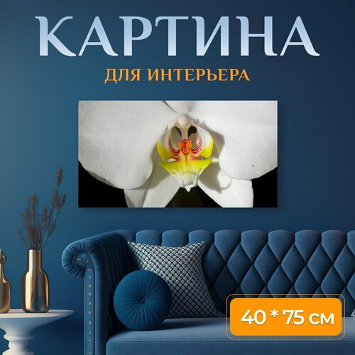 Картина на холсте "Ятрышник, цветок, орхидея" на подрамнике 75х40 см. для интерьера