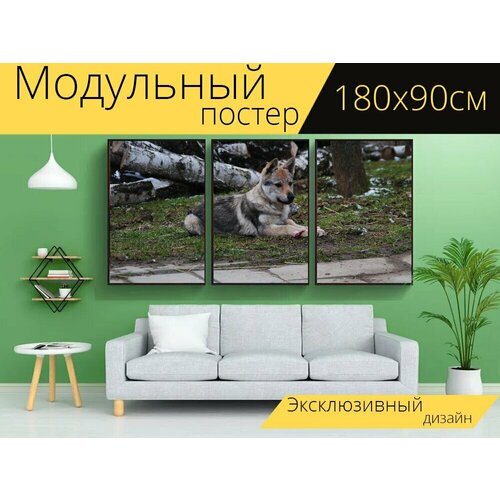 Модульный постер "Собака, лежащая собака, волк" 180 x 90 см. для интерьера