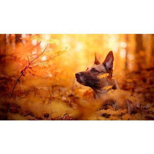 Картина на холсте 60x110 LinxOne "Морда ветки осень собака" интерьерная для дома / на стену / на кухню / с подрамником