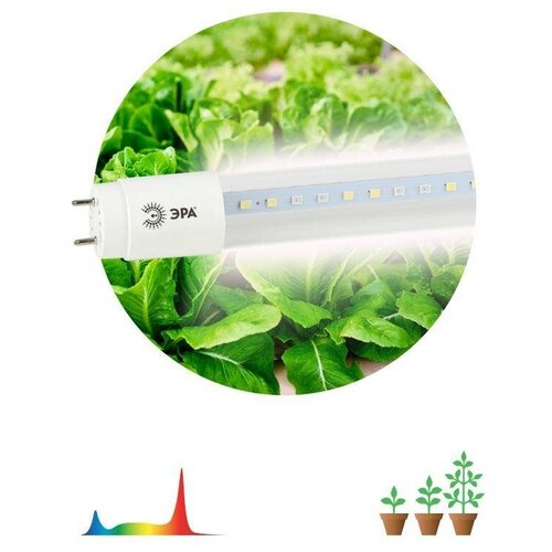 Лампа светодиодная FITO-9W-Ra90-Т8-G13-NL 9Вт T8 линейная 46LED 2835 IP20 35000ч для растений полноспектральная стекло Б0042988 Эра (10шт.)