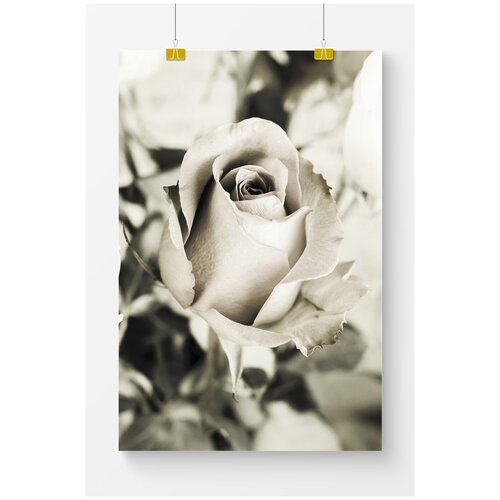 Постер на стену для интерьера Postermarkt Белая роза №2, размер 40х50 см, постеры картины для интерьера в тубусе