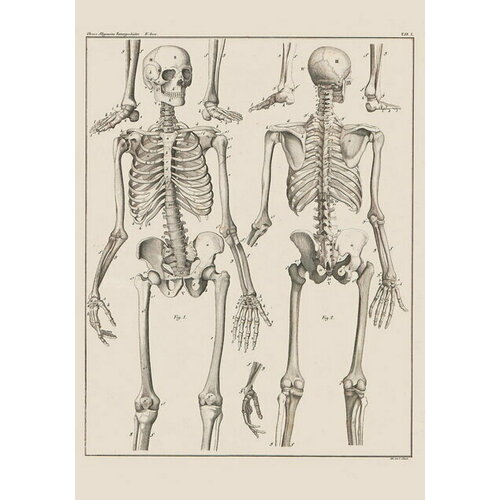 Плакат, постер на бумаге анатомический, медицинский принт. Строение человека. Скелет человека с 2-х сторон. Размер 42 х 60 см