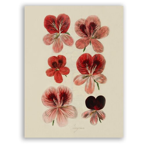 Гравюра Постер на бумаге / Pelargoniums