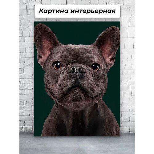 Картина интерьерная 30х40 Собака Бульдог Мордочка