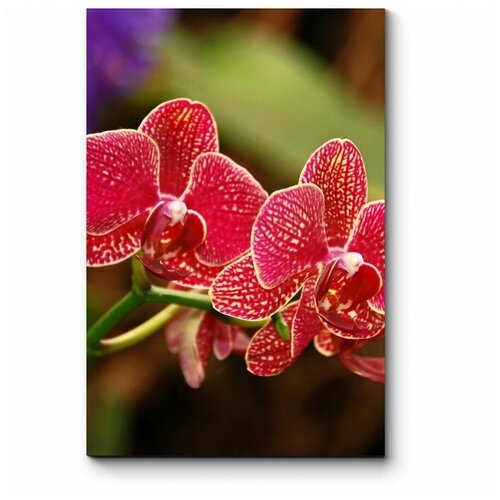 Модульная картина Невероятно красивая тропическая орхидея 100x150