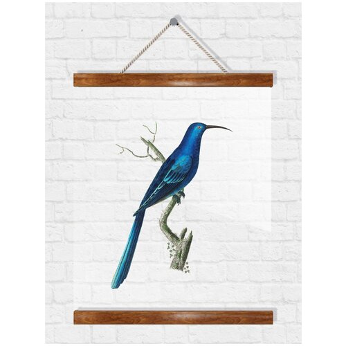 Постер / Плакат / Картина Прозрачный постер - Ярко-синяя птица с длинным хвостом 60x90