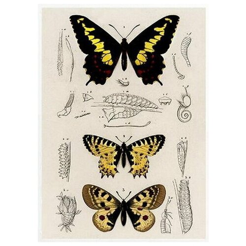 Плакат, постер на холсте бабочка махаон. Гравюры форм бабочек. Размер 60 х 84 см