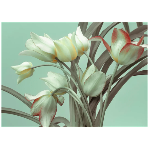 Постер / Плакат / Картина Белые тюльпаны 40х50 см в подарочном тубусе