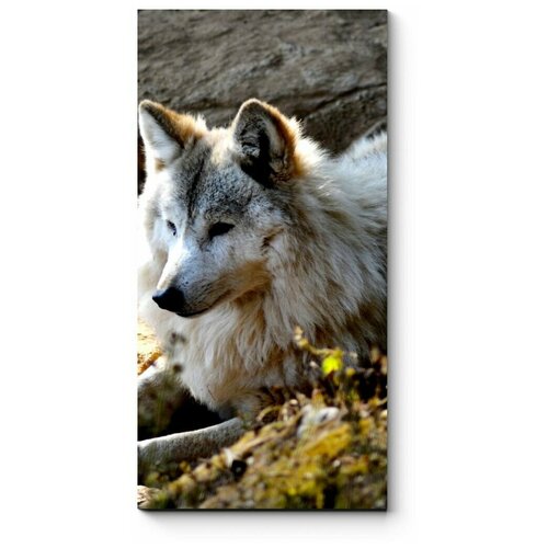 Модульная картина Гималайский волк 80x160