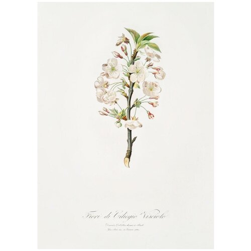 Постер / Плакат / Картина Дикие цветы - Цветы грушевого дерева 40х50 см в раме