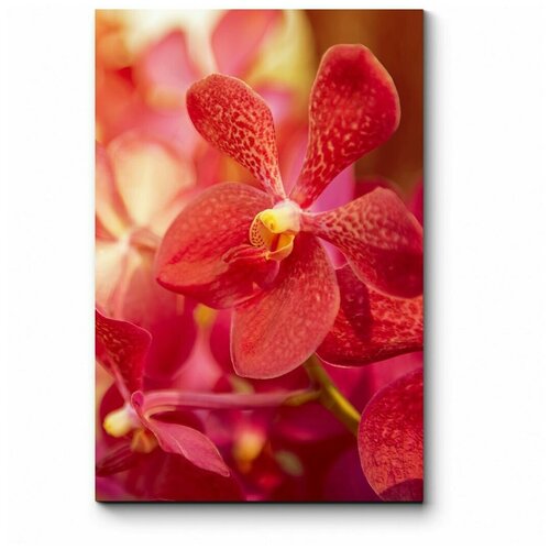 Модульная картина Чарующая орхидея в последних лучах солнца 40x60