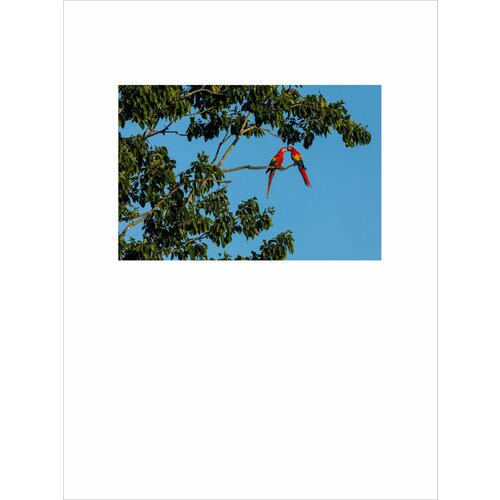 Картина Art IrbisPrint, Два красных попугая, 50 х 70 см натуральный холст на подрамнике