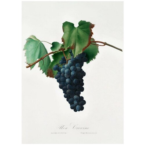 Постер / Плакат / Картина Фрукты - Синий виноград 40х50 см в подарочном тубусе