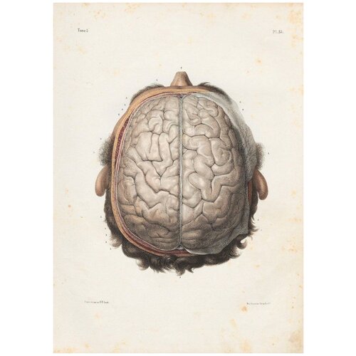 Постер / Плакат / Картина Анатомия - Строение поверхности мозга человека 40х50 см в подарочном тубусе