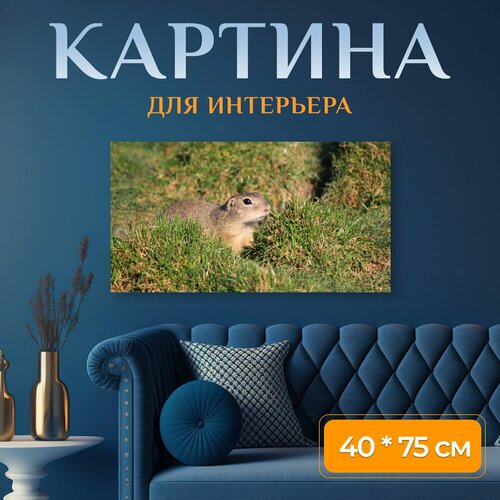 Картина на холсте "Европейский суслик, грызун, млекопитающее" на подрамнике 75х40 см. для интерьера