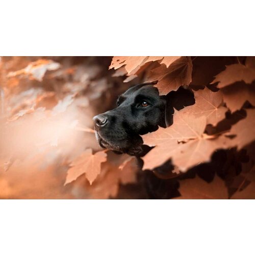 Картина на холсте 60x110 LinxOne "Профиль морда пёс Собака" интерьерная для дома / на стену / на кухню / с подрамником