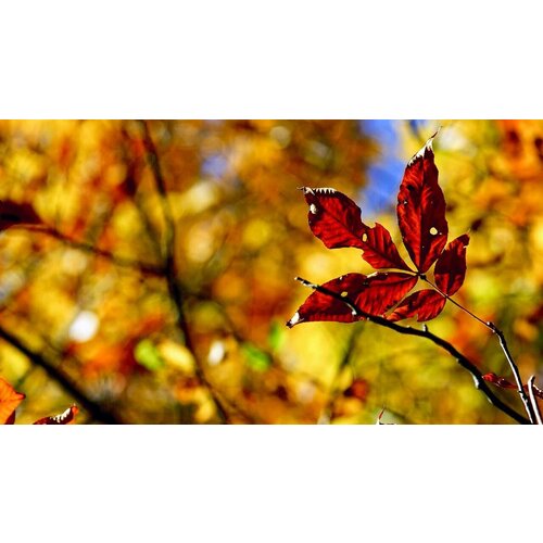 Картина на холсте 60x110 Альянс Лес "Природа листва осень ветки" на подрамнике / интерьер/ декор