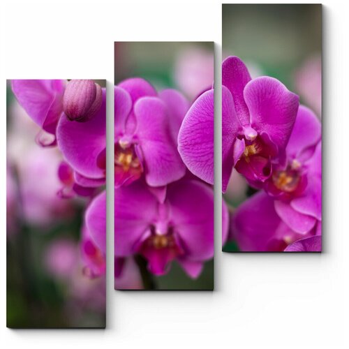 Модульная картина Прекрасные и нежные орхидеи 60x64