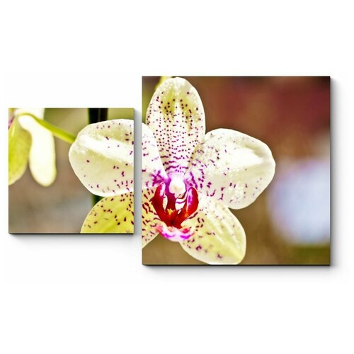 Модульная картина Тигровая орхидея 80x48