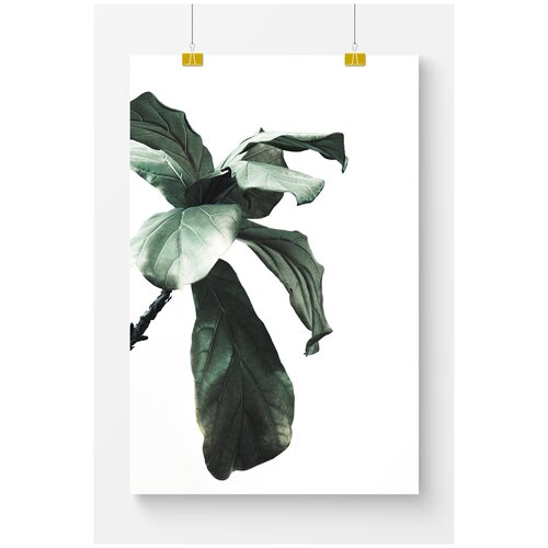 Постер для интерьера Postermarkt Темно-зеленые листья на белом фоне, 70х100 см, в тубусе