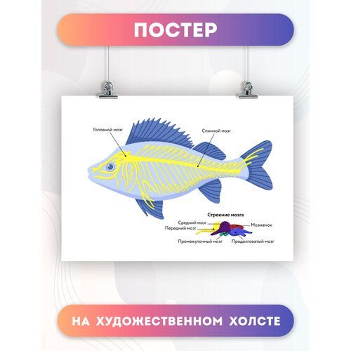 Постер на холсте Анатомия Рыба (2) 50х70 см