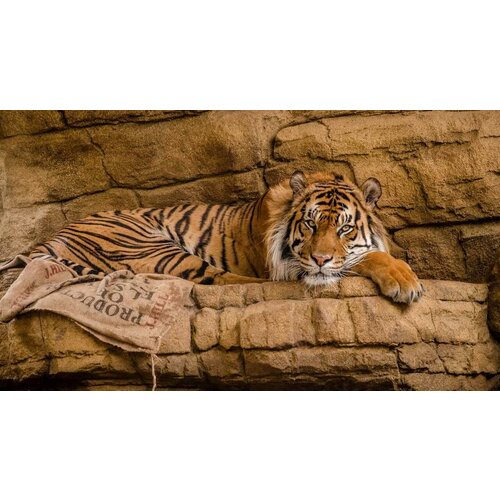 Картина на холсте 60x110 LinxOne "Тигры дикая кошка тигр взгляд" интерьерная для дома / на стену / на кухню / с подрамником