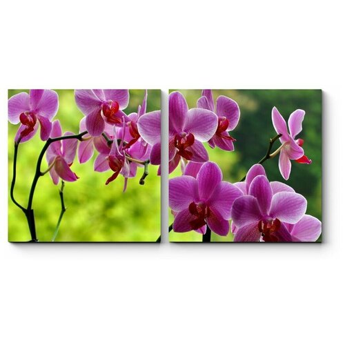 Модульная картина Неподражаемые орхидеи 50x25